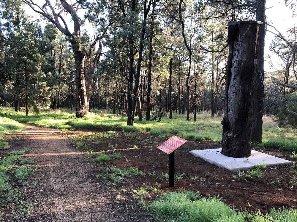 Scar Tree Relocation — Coolamon Shire Council