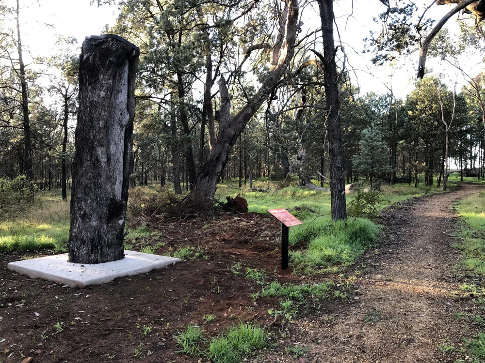 Scar Tree Relocation — Coolamon Shire Council