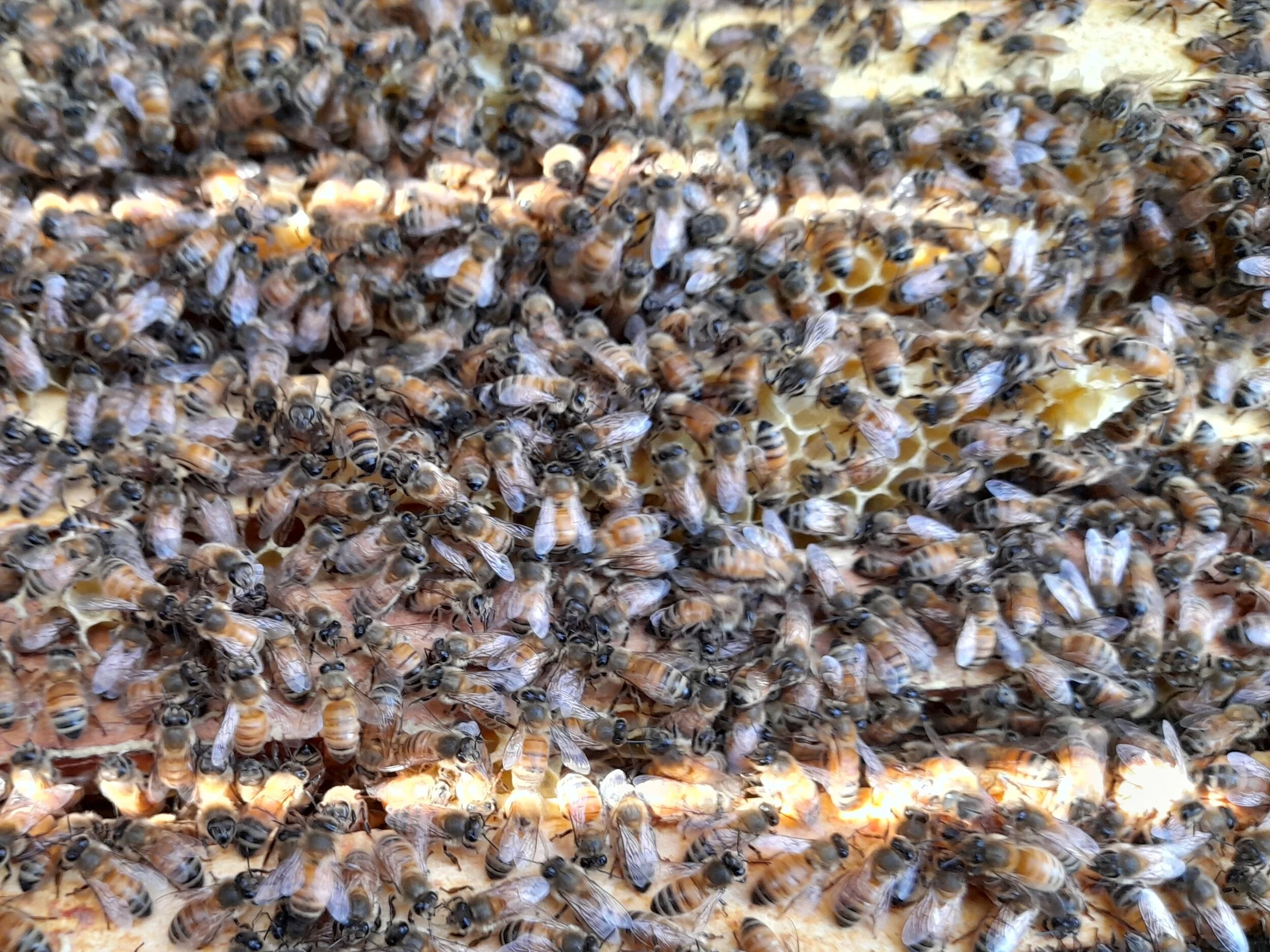 Nucleus hive of bees — Fifi's Bees