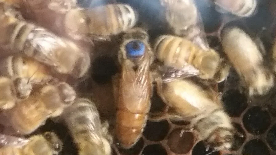 Bees and Honey for sale — Fifi's Bees