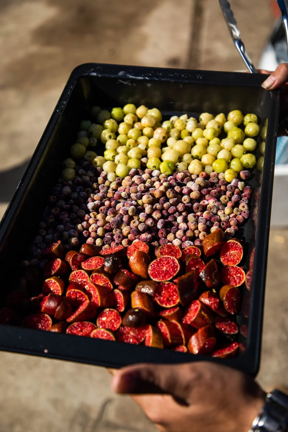 Bringing Native Food Systems to the Forefront — Pandaemonium.