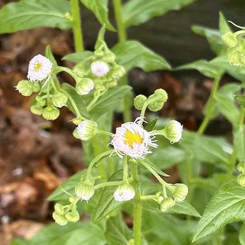 Plants of Mount Tabor — The Garden Club of Mount Tabor