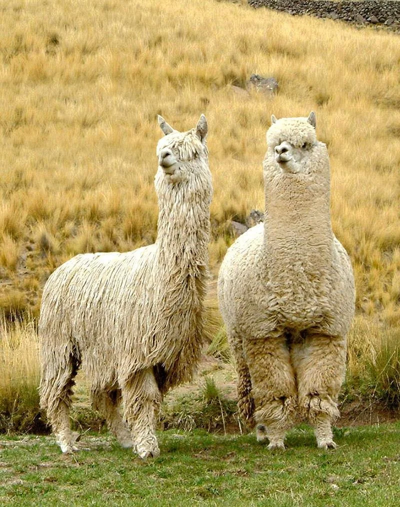 ALL ABOUT ALPACA — Form + Field — San Francisco Bay Area Interior ...