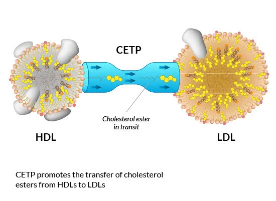 About — New Amsterdam Pharma