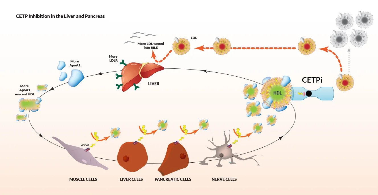 Biology Overview — New Amsterdam Pharma