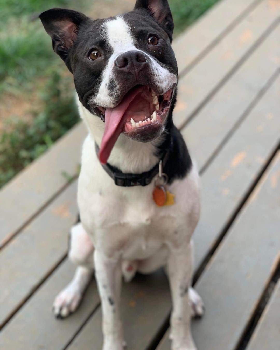 Boston Terrier Mix