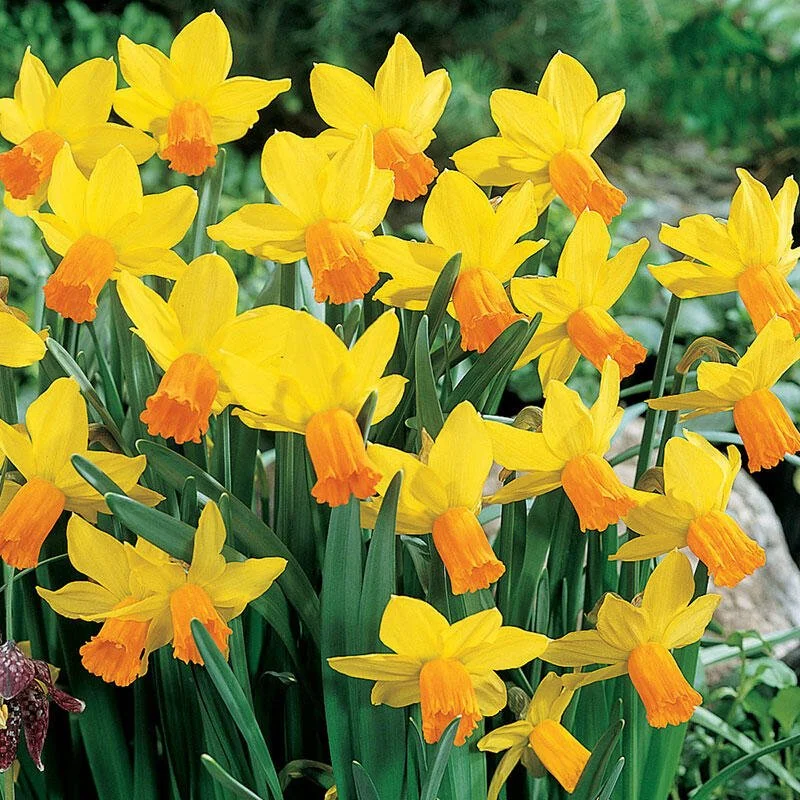 Top 10 Miniature Daffodils — Abigail Gardens