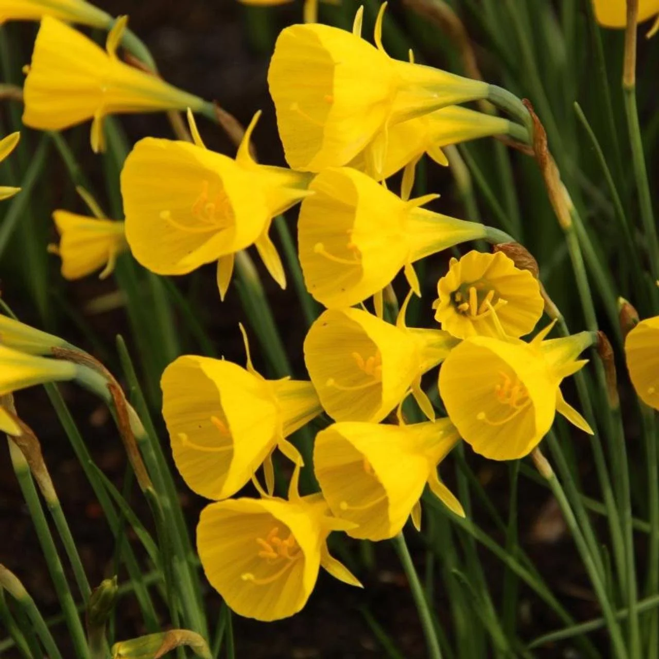 Top 10 Miniature Daffodils — Abigail Gardens