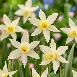Top 10 Miniature Daffodils — Abigail Gardens