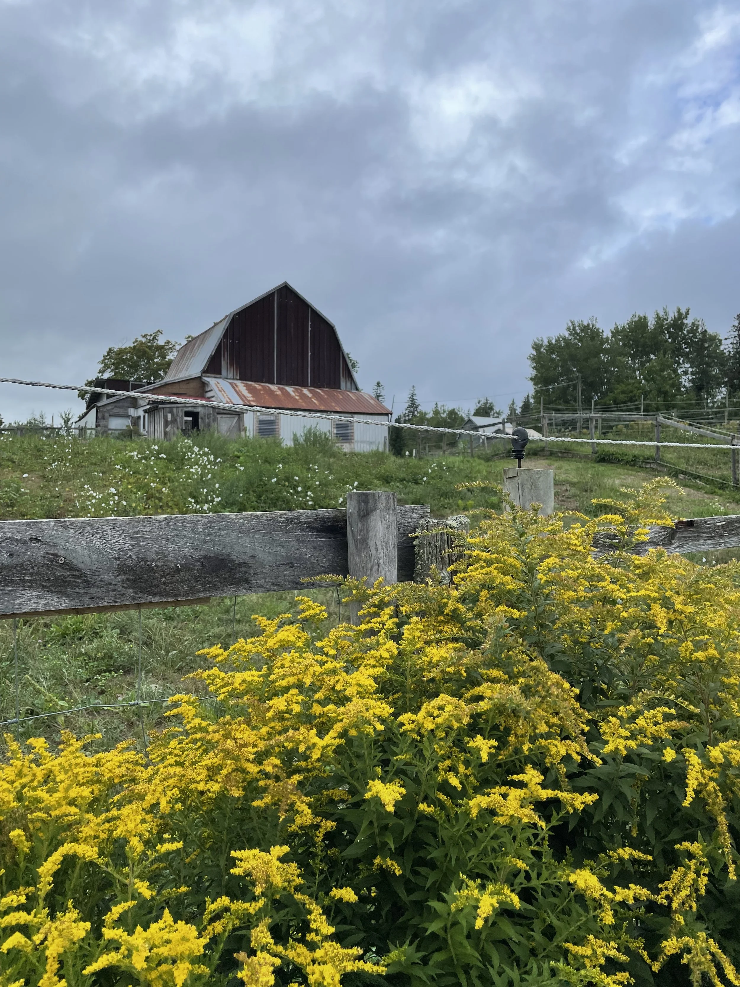 Wild Haven Farm
