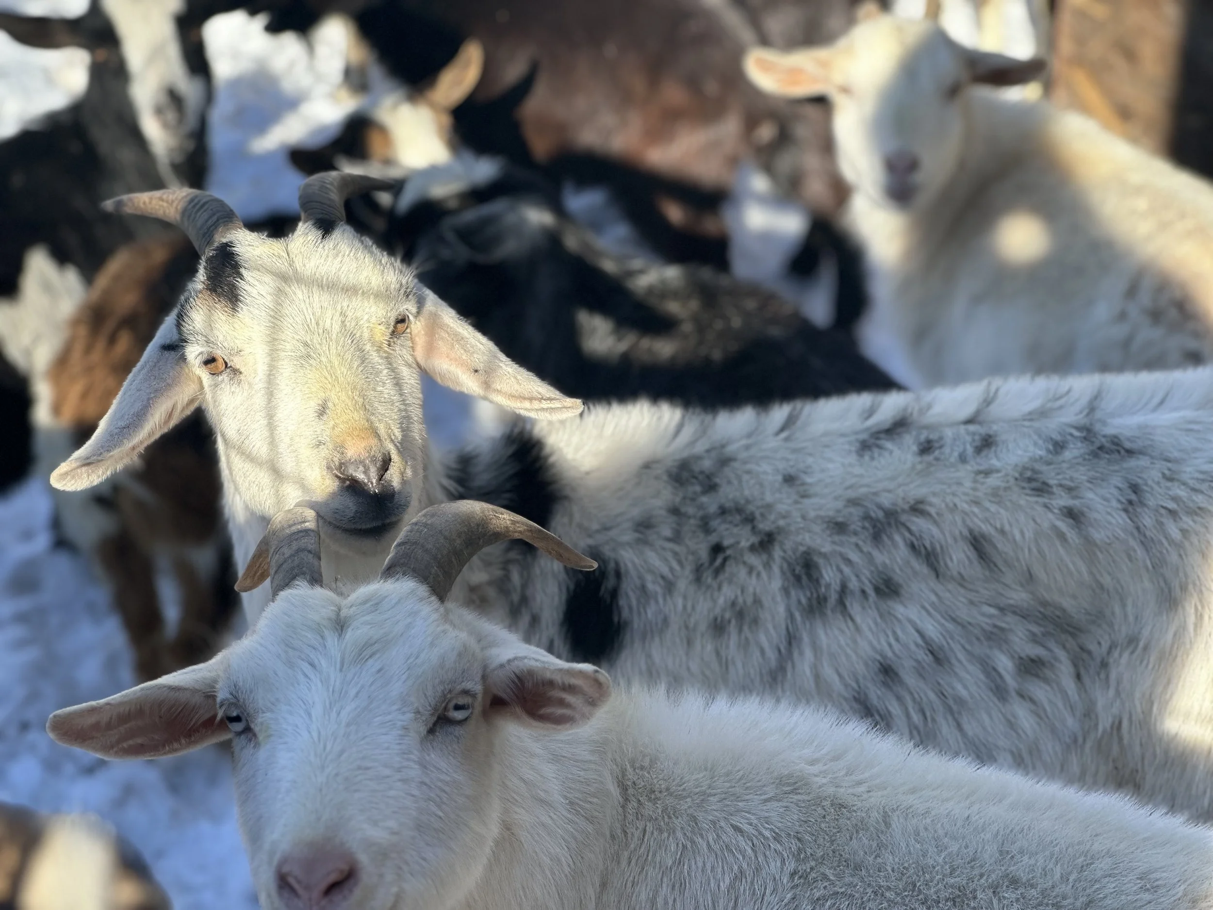 About 4 — 901Goats from Walkapony Goat Ranch