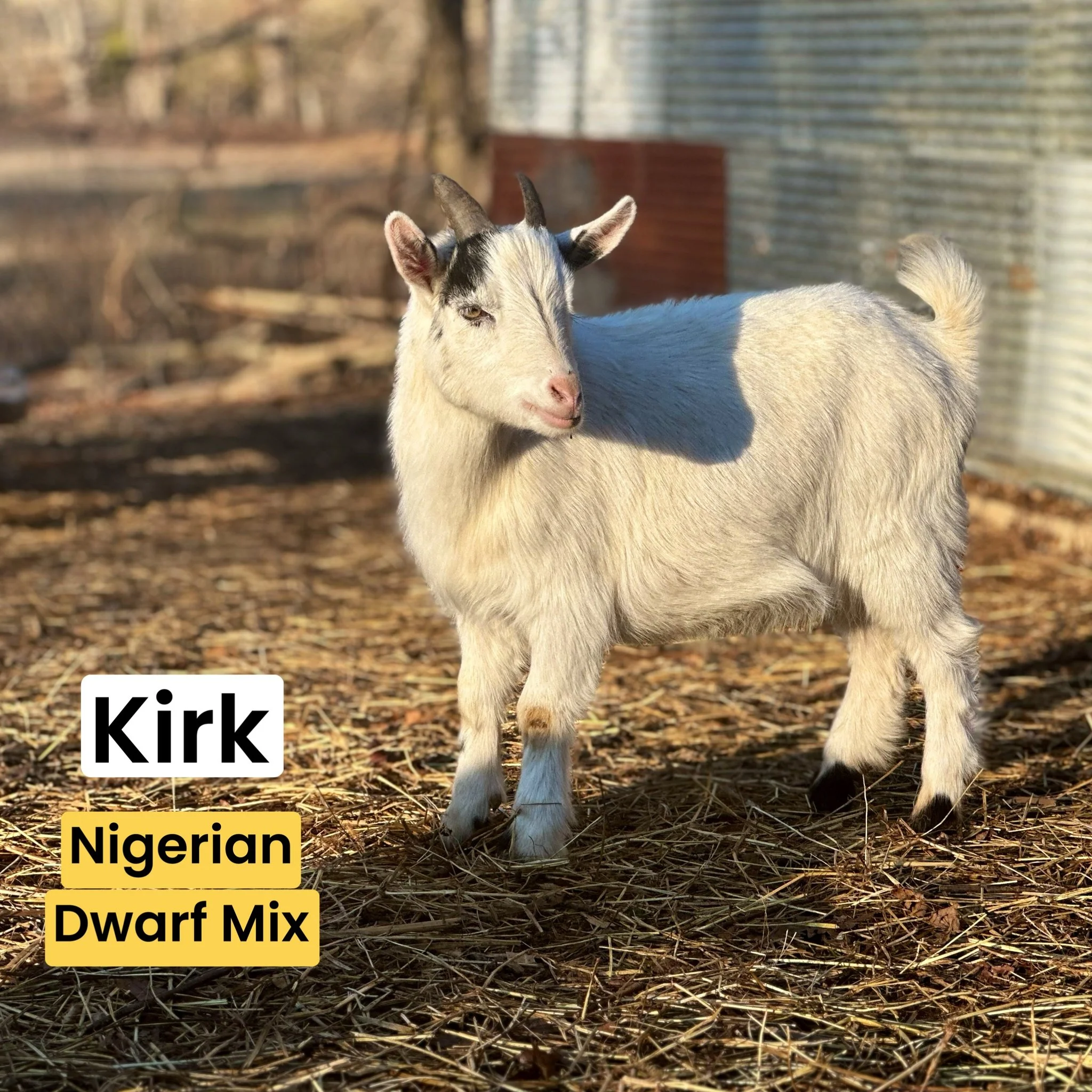 Gallery 1 — 901Goats from Walkapony Goat Ranch