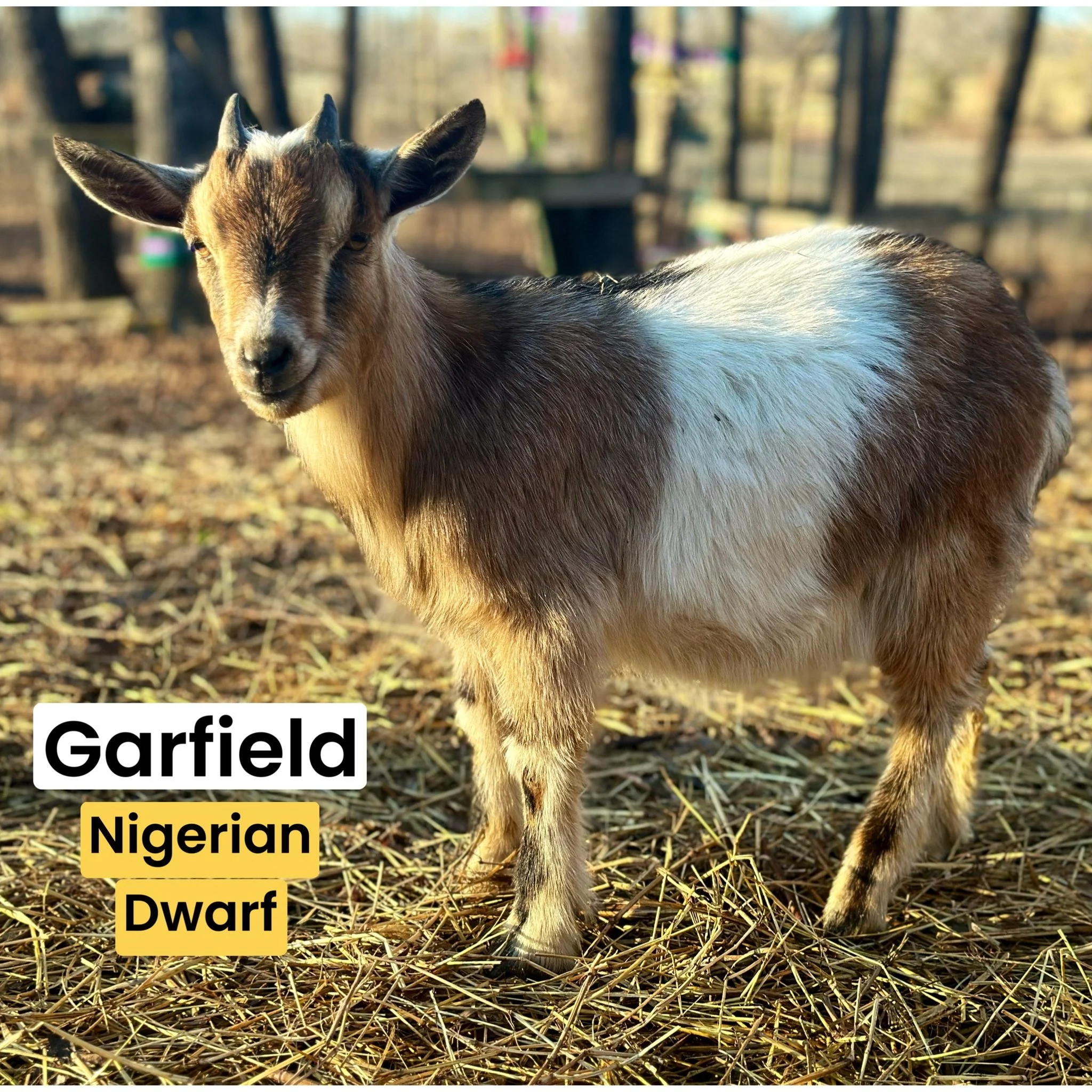 Gallery 1 — 901Goats from Walkapony Goat Ranch