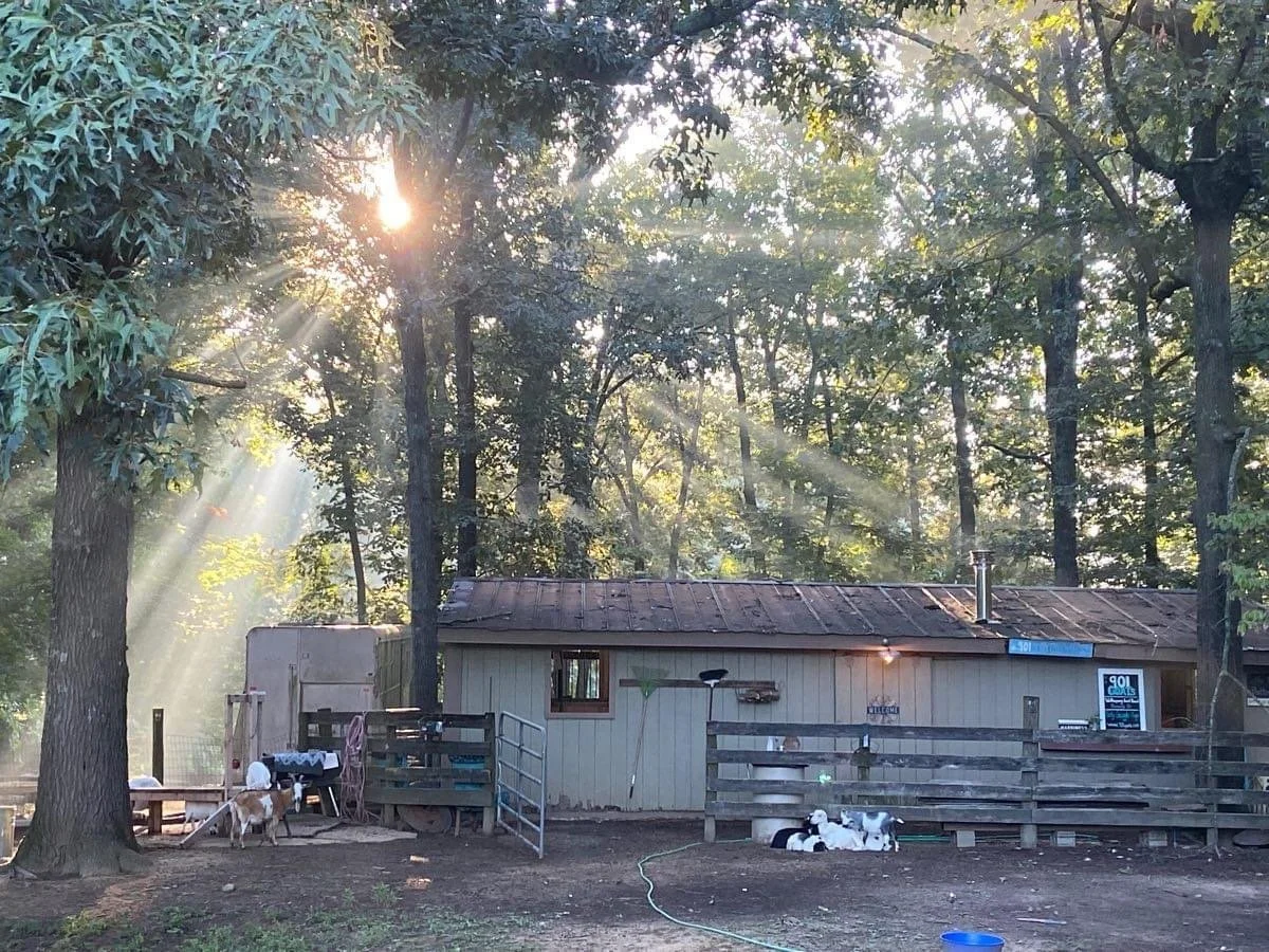 About 4 — 901Goats from Walkapony Goat Ranch