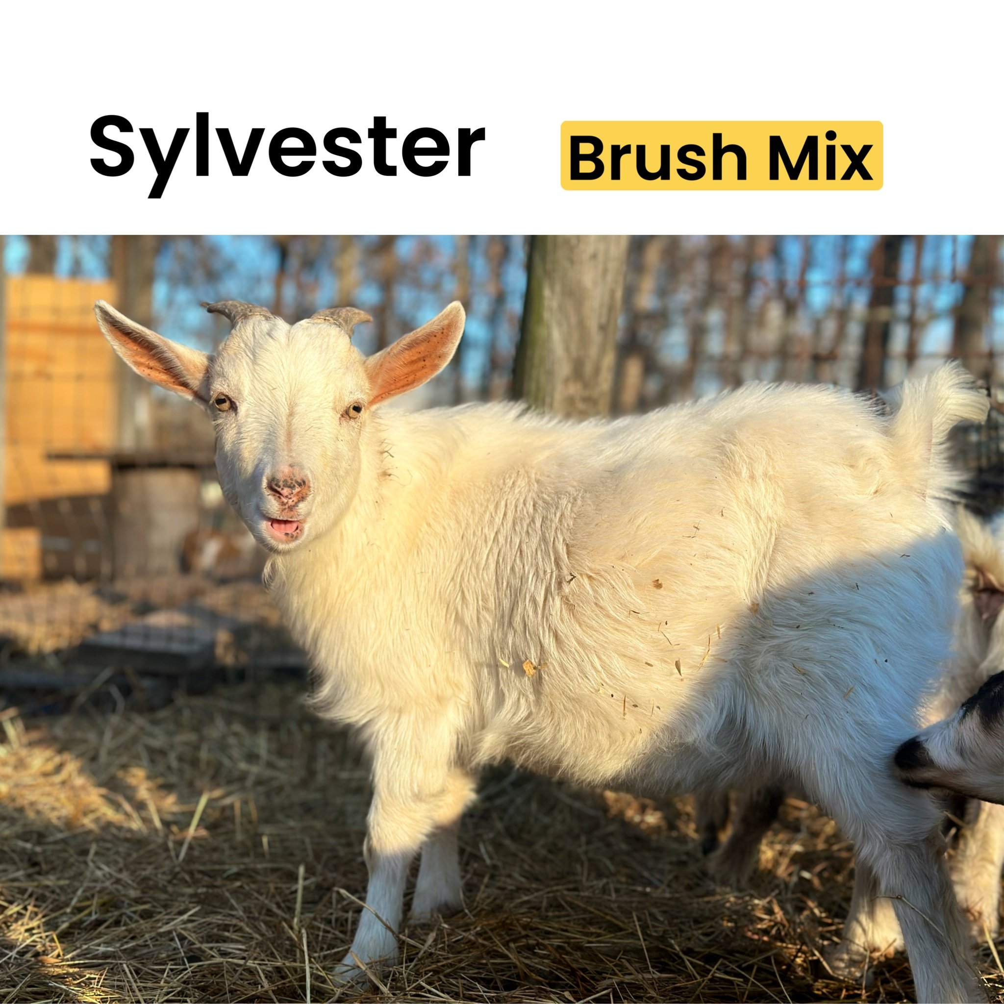 Gallery 1 — 901Goats from Walkapony Goat Ranch