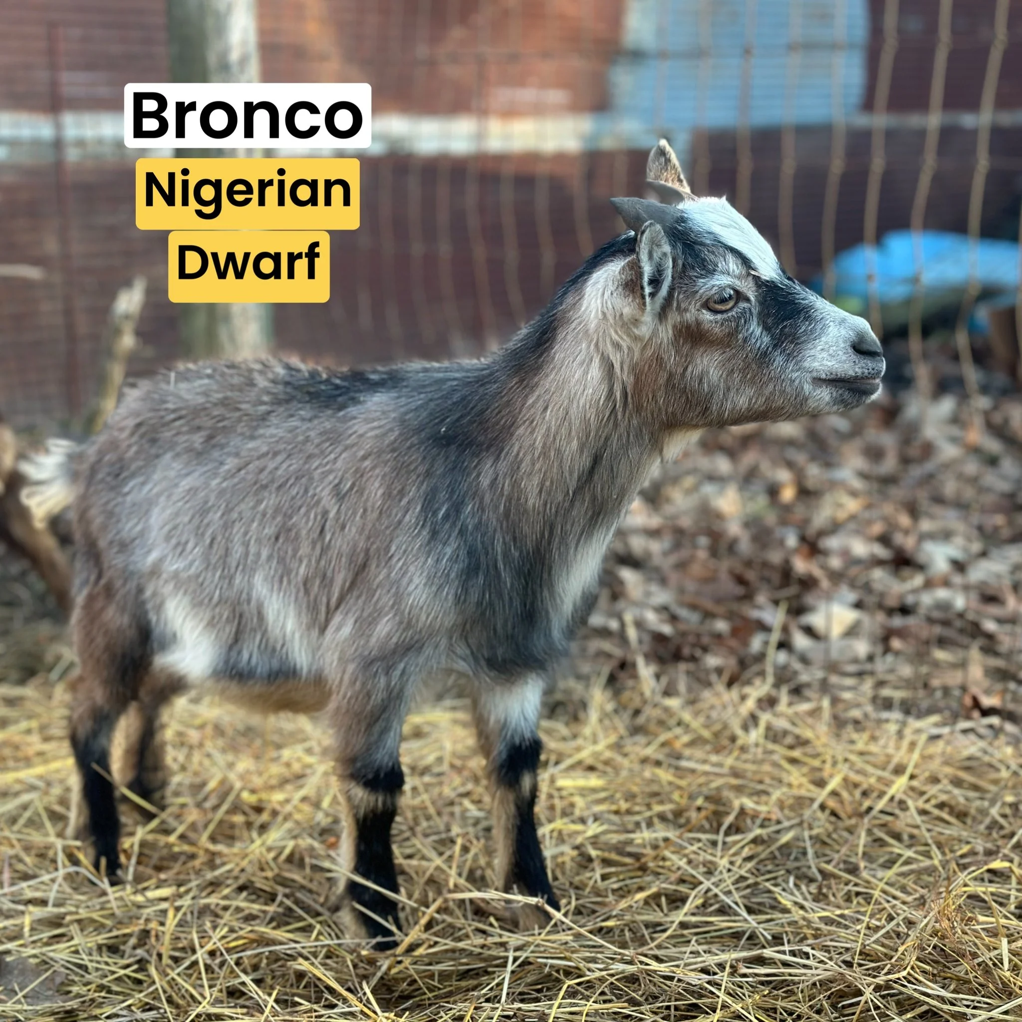 Gallery 1 — 901Goats from Walkapony Goat Ranch