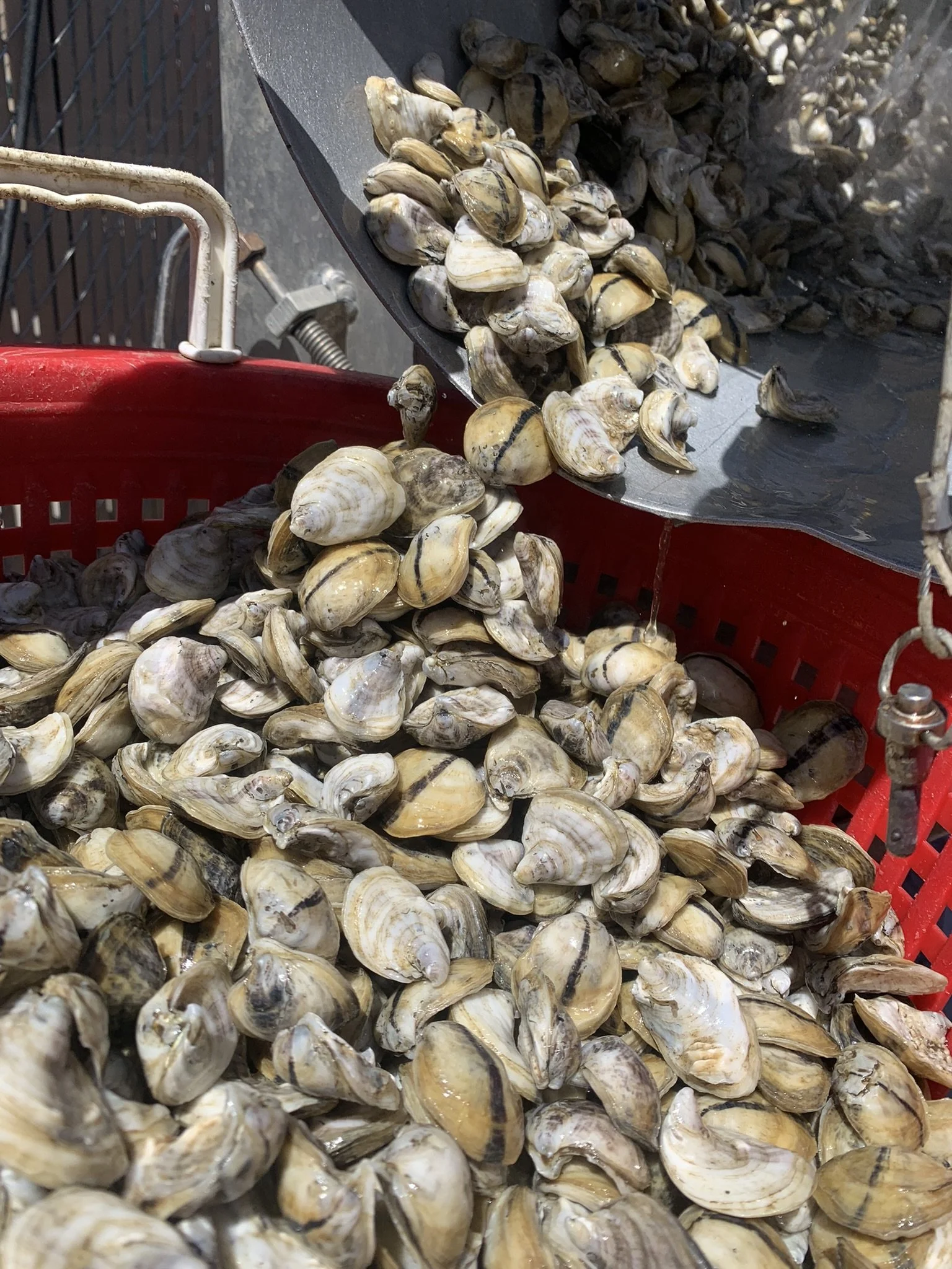 About | Discover Fresh Oysters Today — Holy Ground Oyster Company