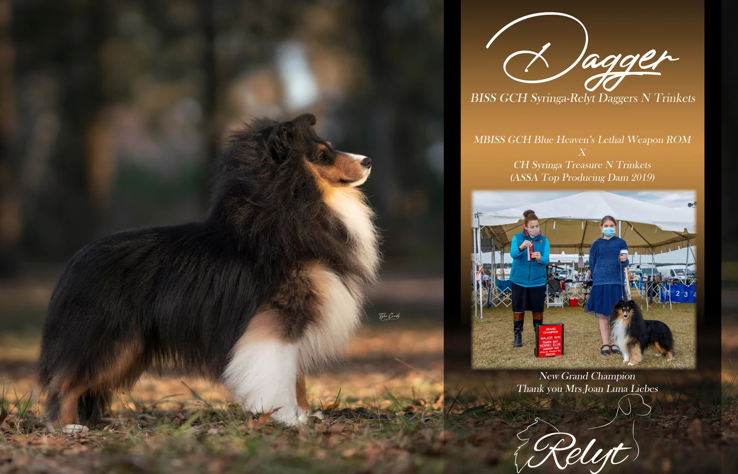 Dagger - BISS GCHB Syringa-Relyt Daggers N Trinkets — Relyt Kennels