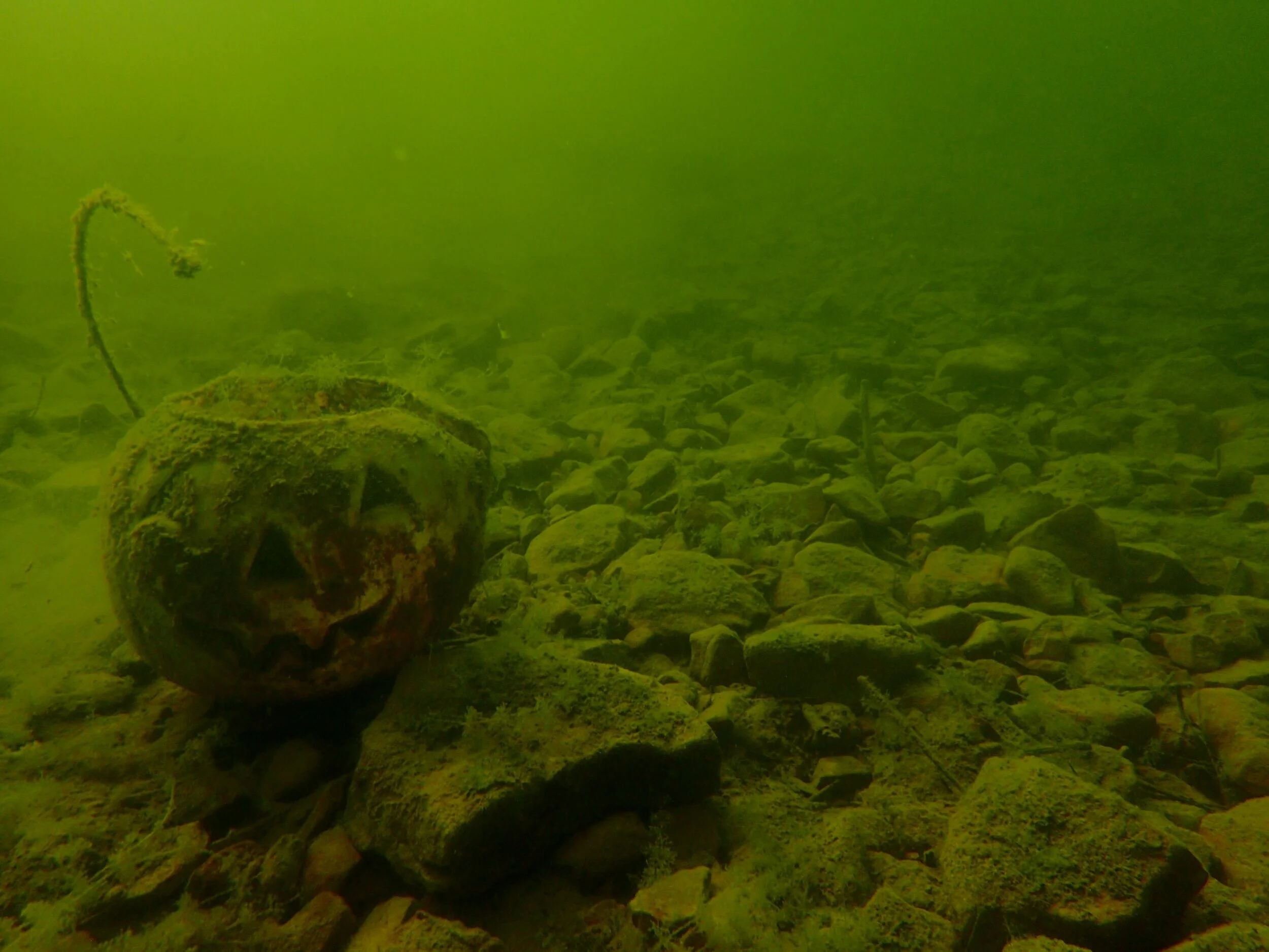 Journalism — Ashley Stimpson