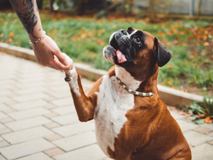 Dog Walk Temperature Chart 7 Shocking Secrets — Amenify