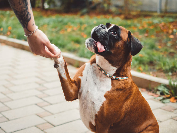 Dog Walk Temperature Chart 7 Shocking Secrets — Amenify