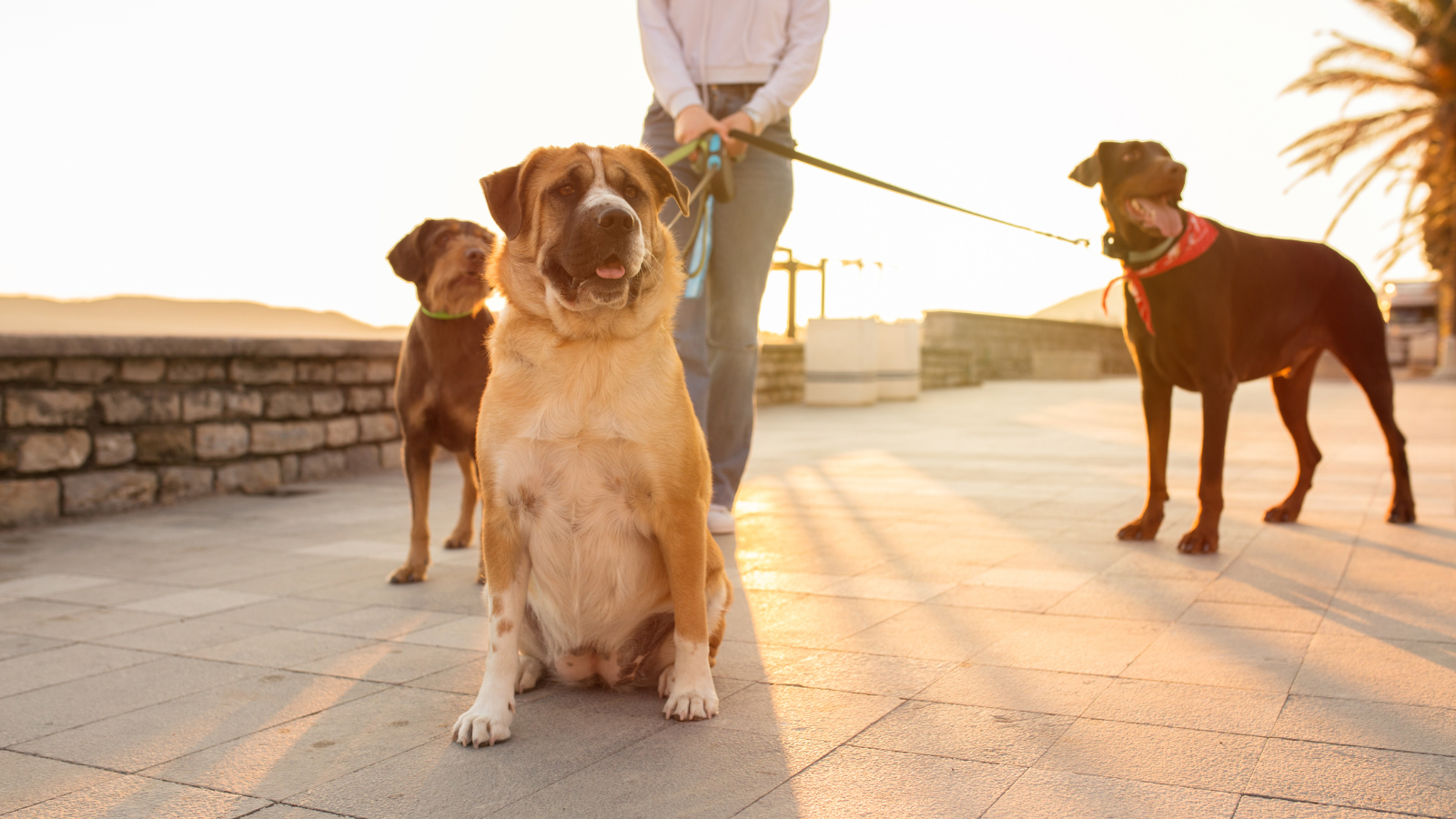 How to Become a Dog Walker? — Amenify
