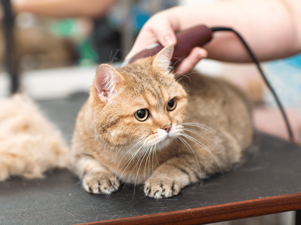 What is Pet Grooming & How Much Does It Cost? — Amenify