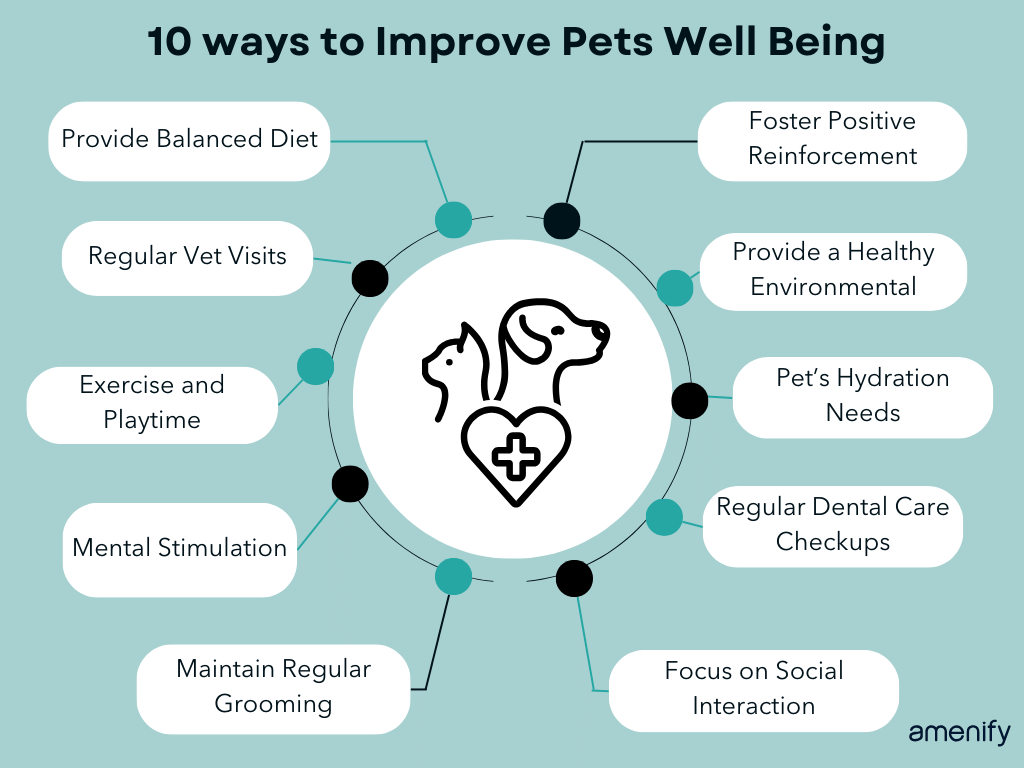 How to Enhance Pets Well Being? — Amenify