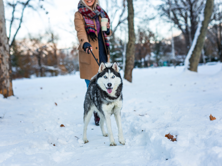 Dog Walk Temperature Chart 7 Shocking Secrets — Amenify