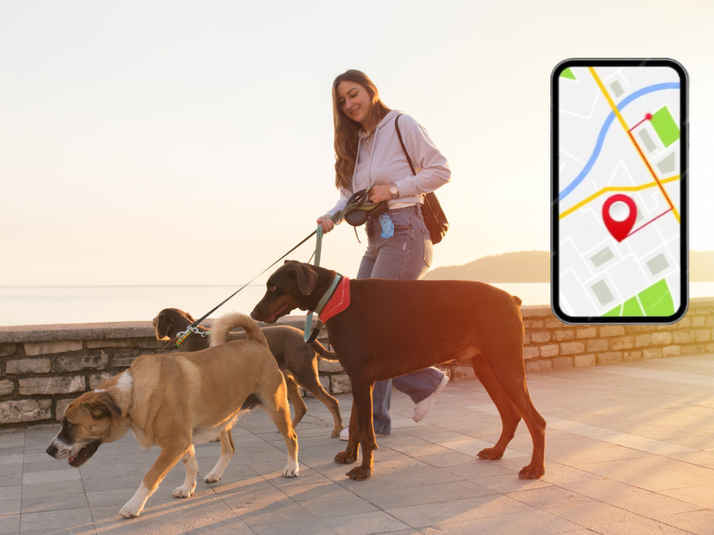 How To Find Best Dog Walker App Near me? — Amenify