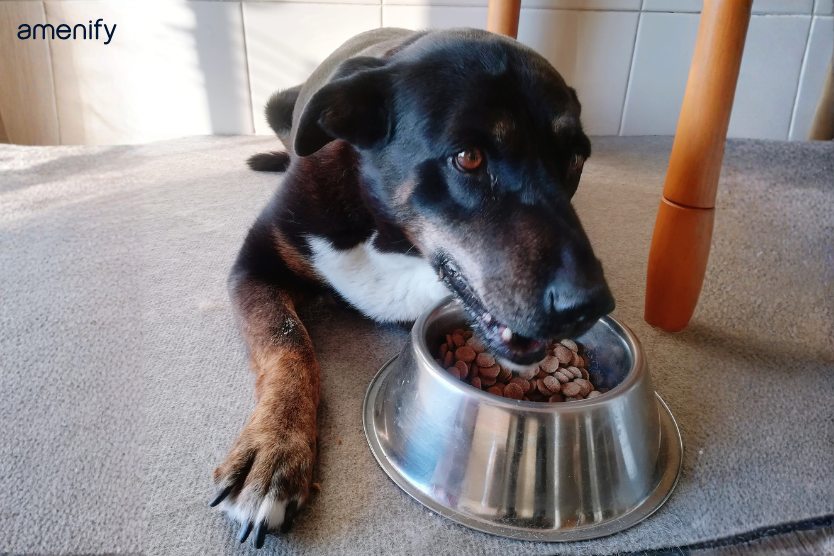 Affordable Pet Care Tips for Happy, Healthy Pets — Amenify