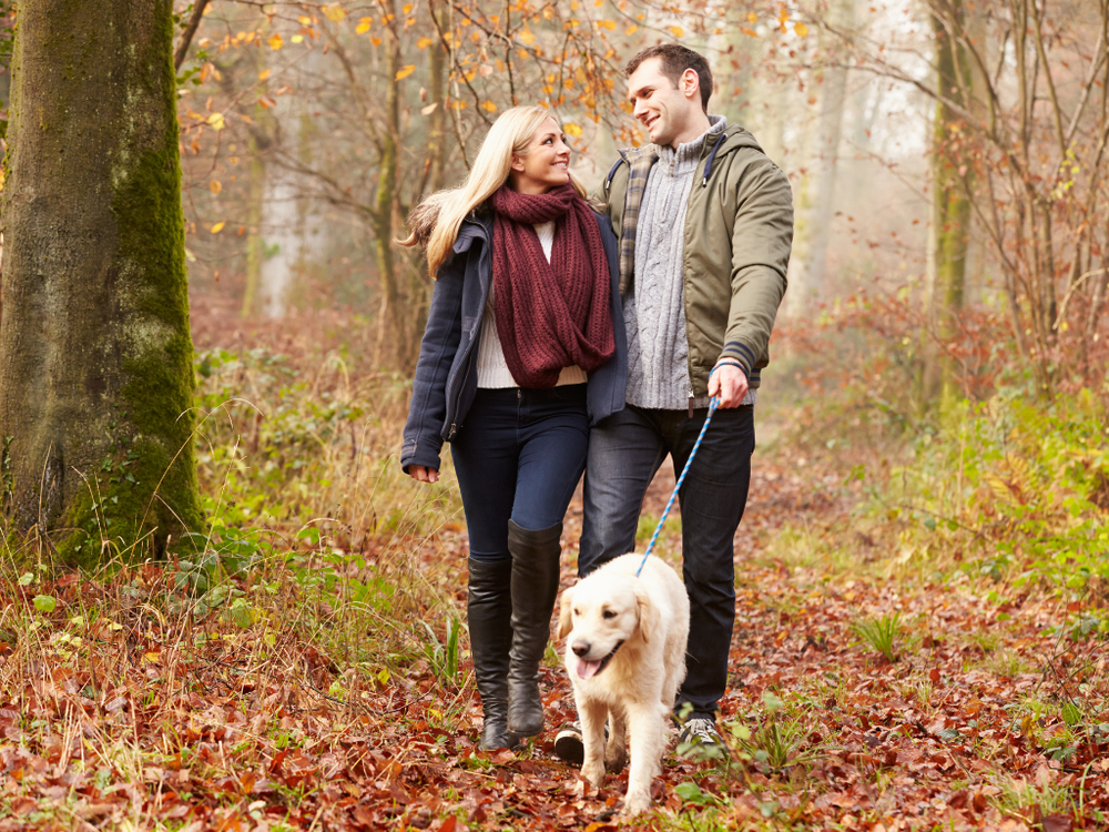 Dog Walk Temperature Chart 7 Shocking Secrets — Amenify