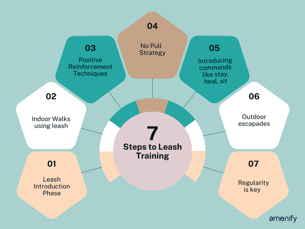 How to Train Your Dog to Walk on a Leash? — Amenify