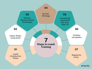 How to Train Your Dog to Walk on a Leash? — Amenify