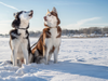 Dog Walk Temperature Chart 7 Shocking Secrets — Amenify