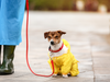 Dog Walk Temperature Chart 7 Shocking Secrets — Amenify