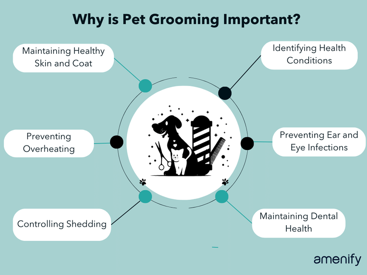 What is Pet Grooming & How Much Does It Cost? — Amenify