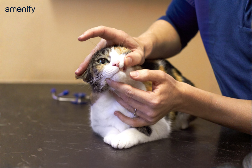 Affordable Pet Care Tips for Happy, Healthy Pets — Amenify