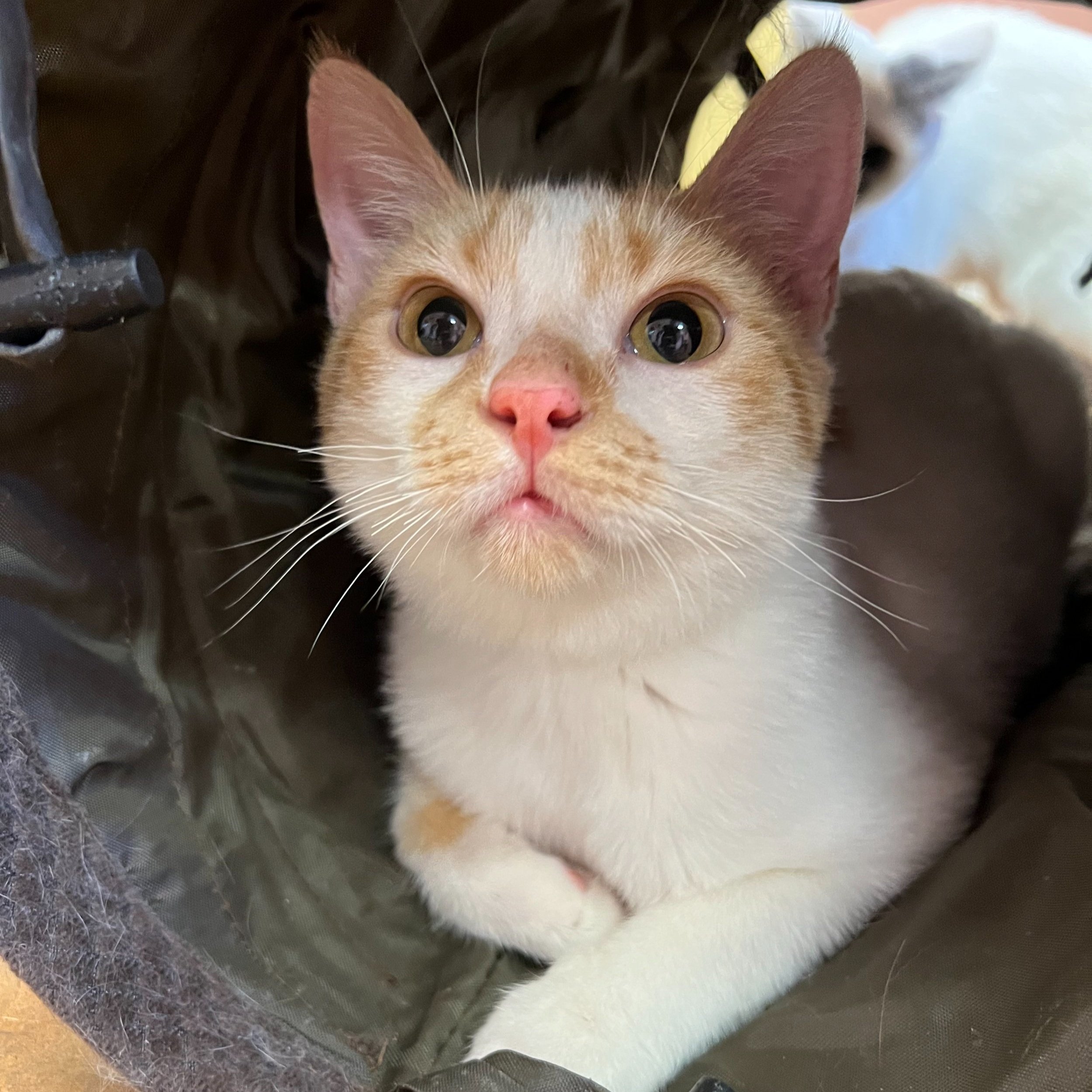 Adoption — Hobo Hotel