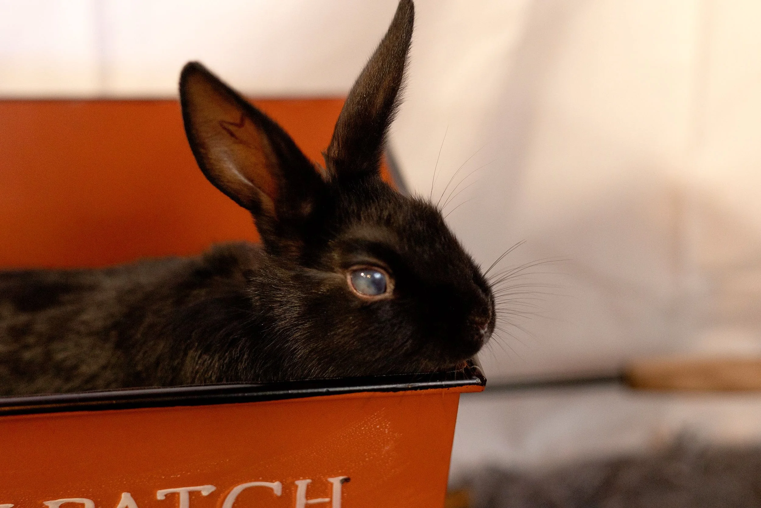 Wild Rose Rabbit Rescue