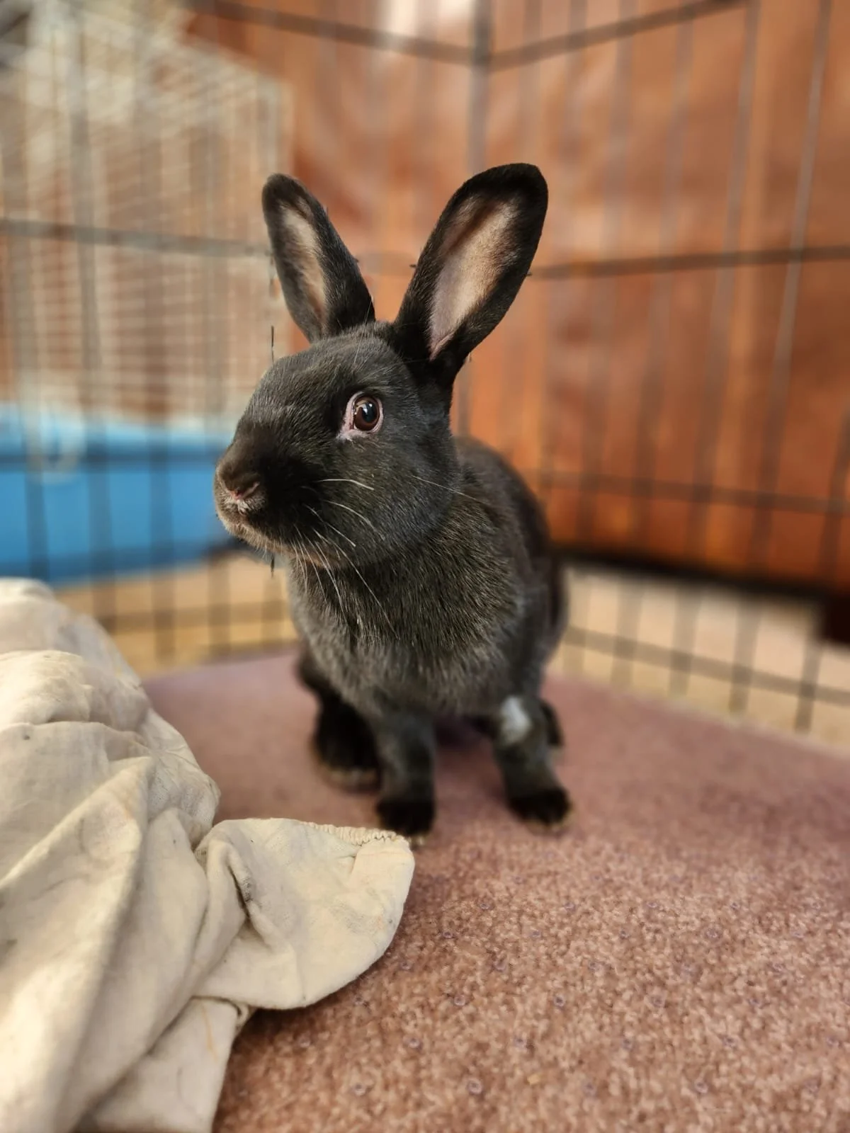 Available Rabbits — Wild Rose Rabbit Rescue