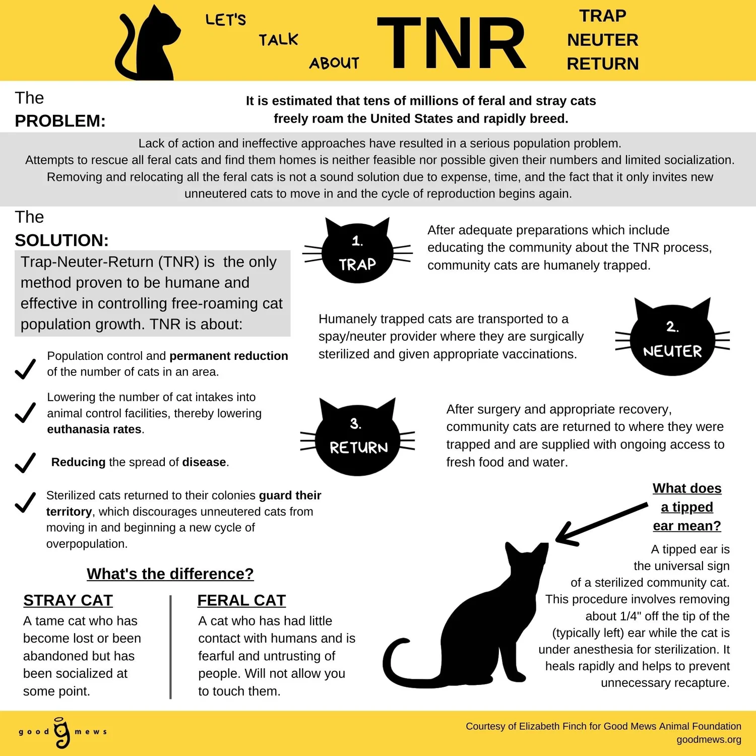 Trap-Neuter-Return, TNR Benefits for Stray and Feral Cats in Your ...