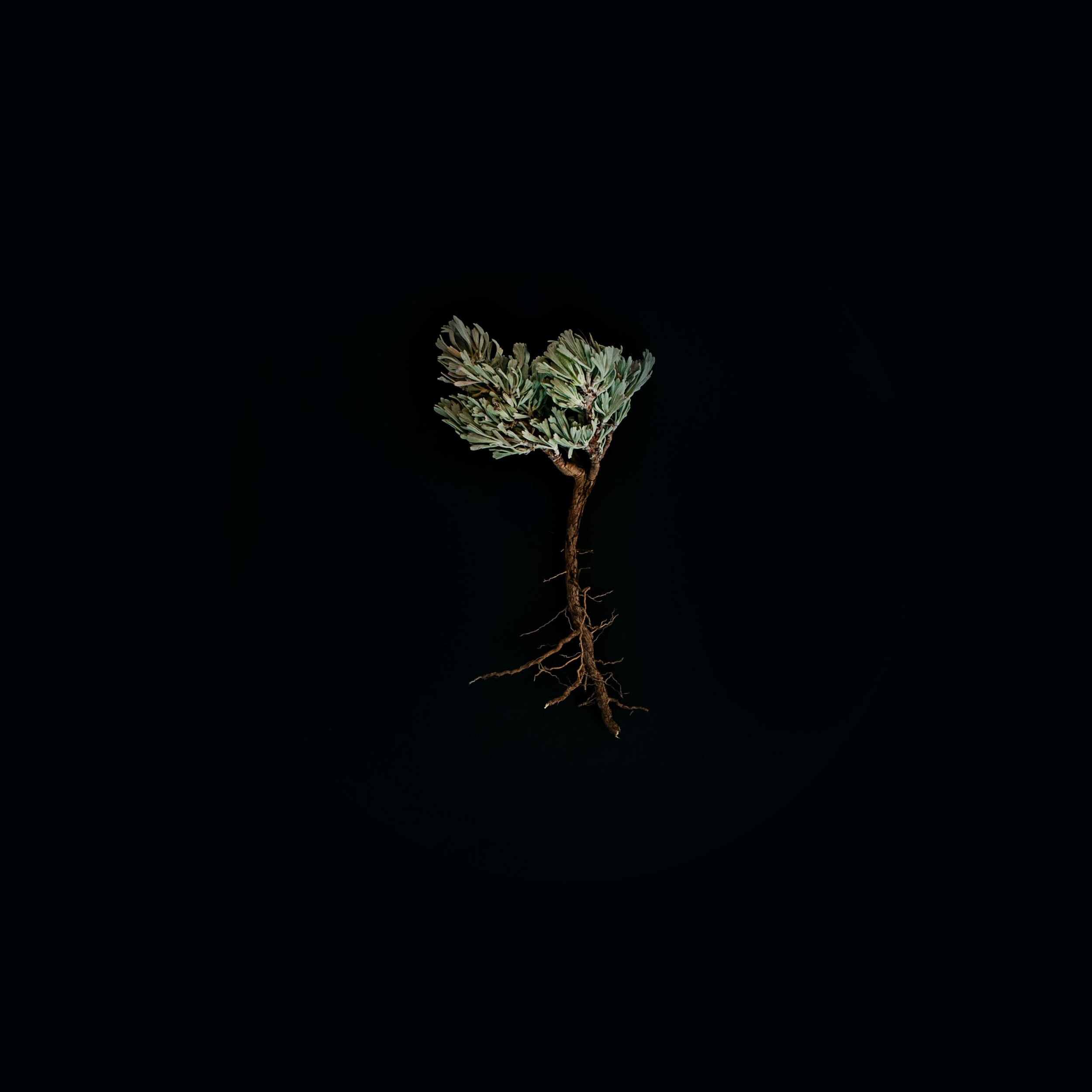Anatomy of a Root — Inner Alchemy Source