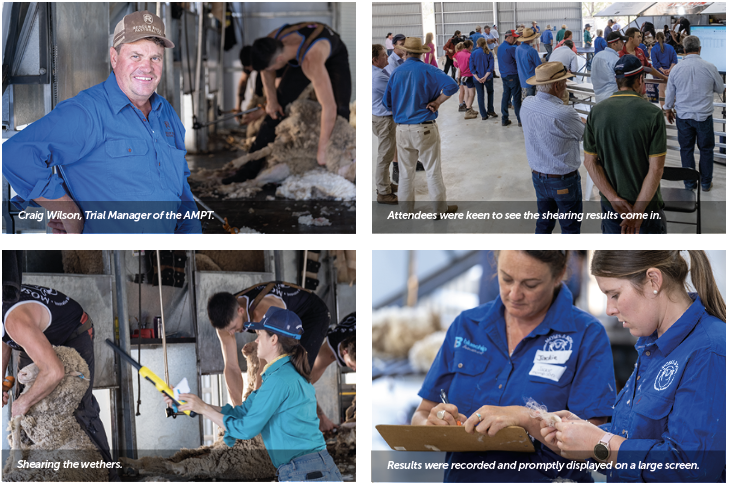 Results are in for the Australian Merino Production Trial — FarmLink ...