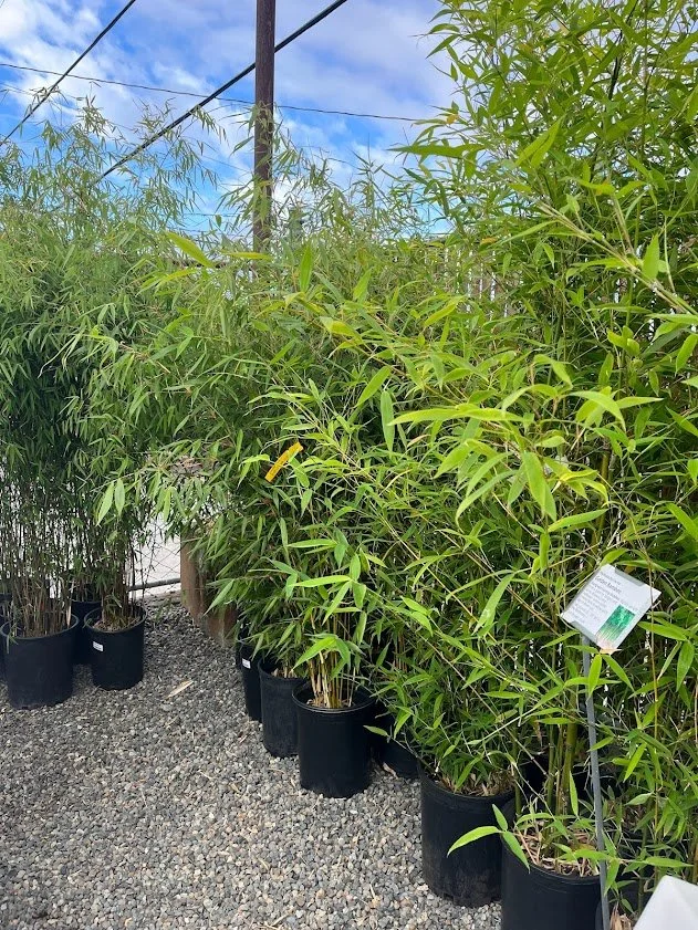 Bamboo Makes a Beautiful, Living, Privacy Screen — West Seattle Nursery