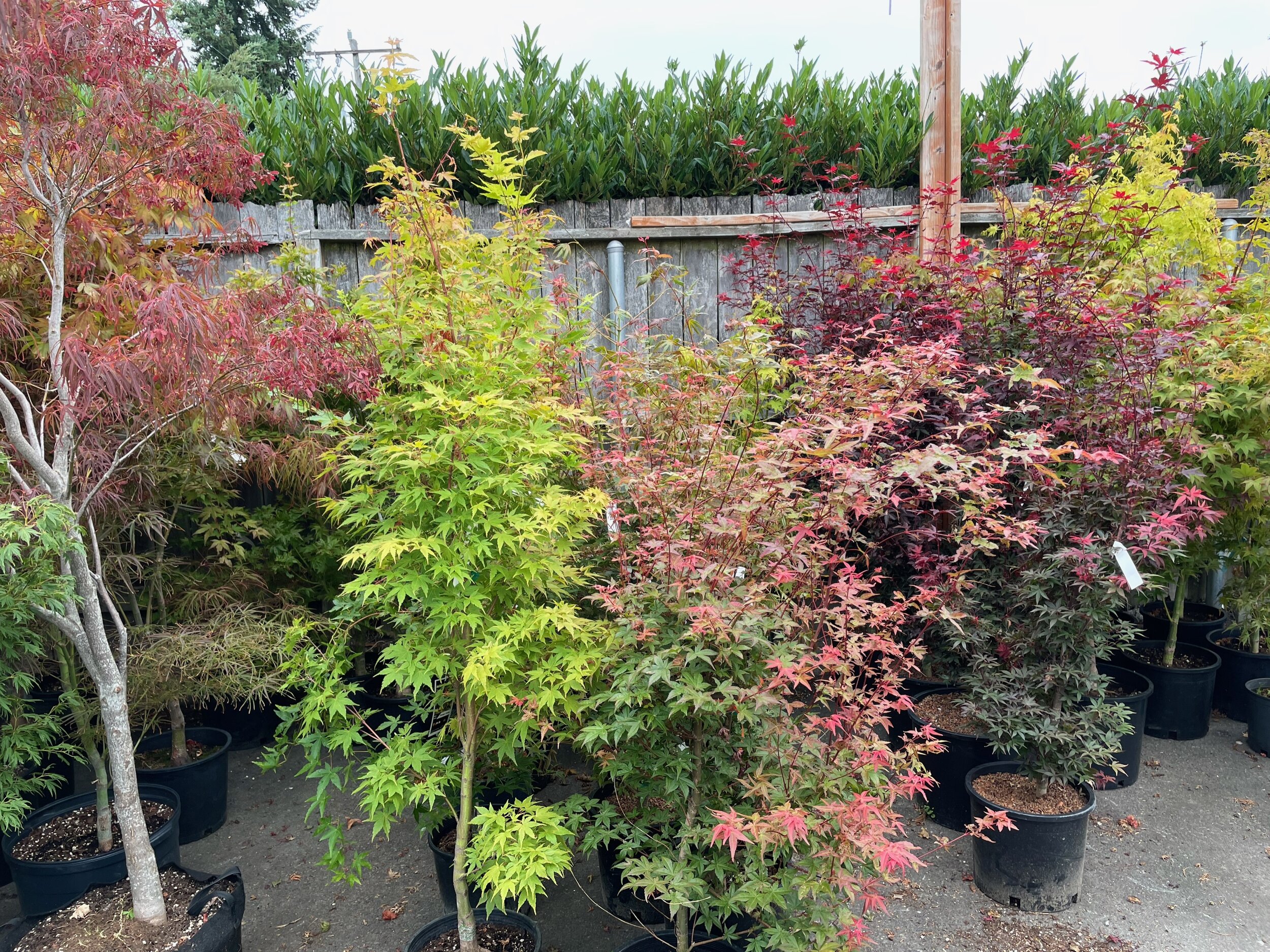 Japanese Maples — West Seattle Nursery