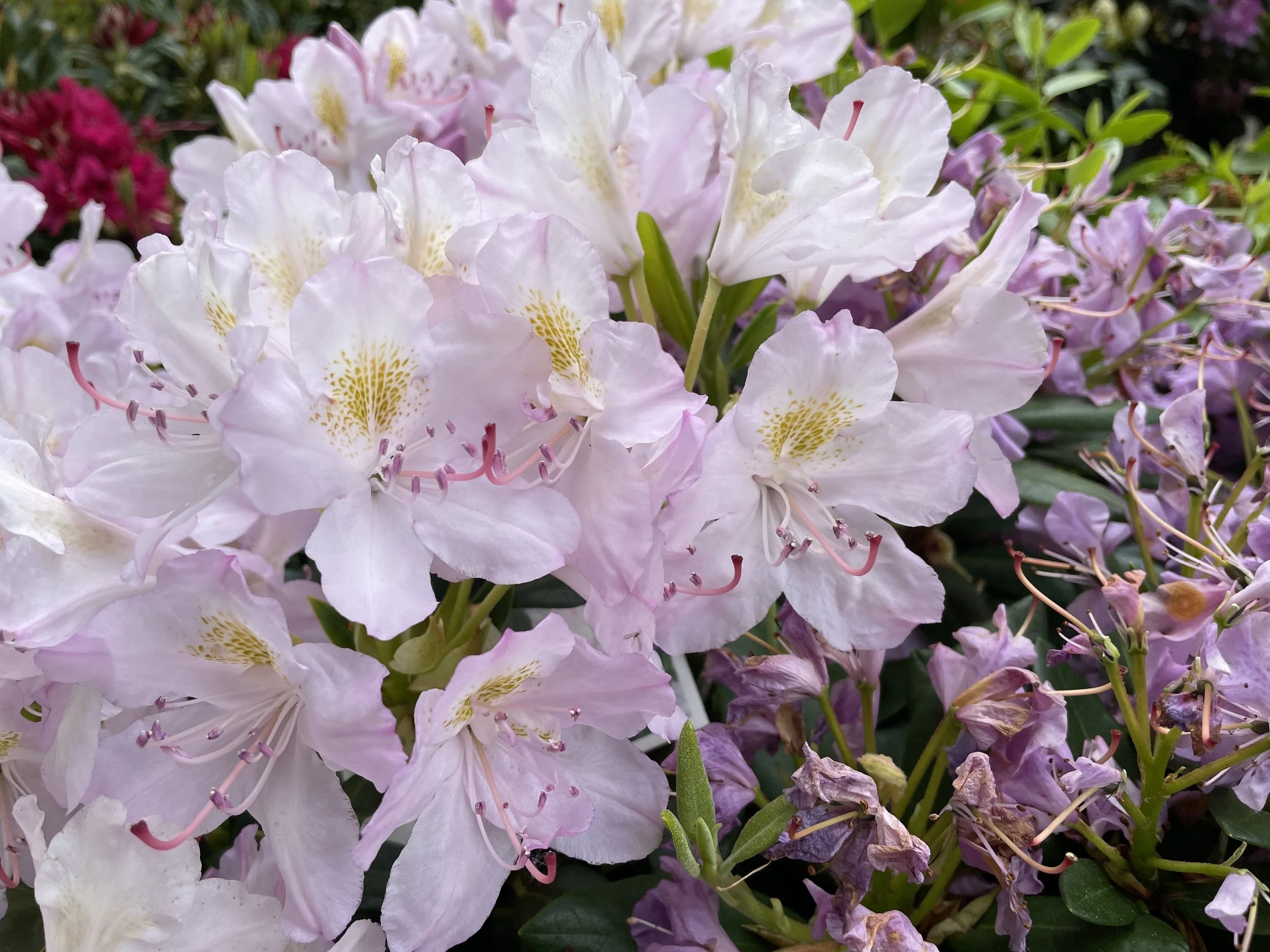 West Seattle Nursery