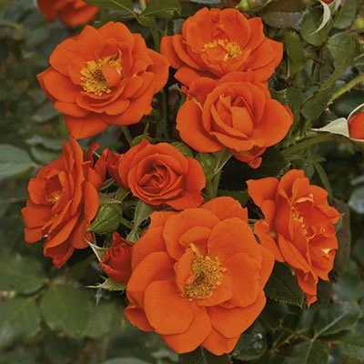 Roses — West Seattle Nursery