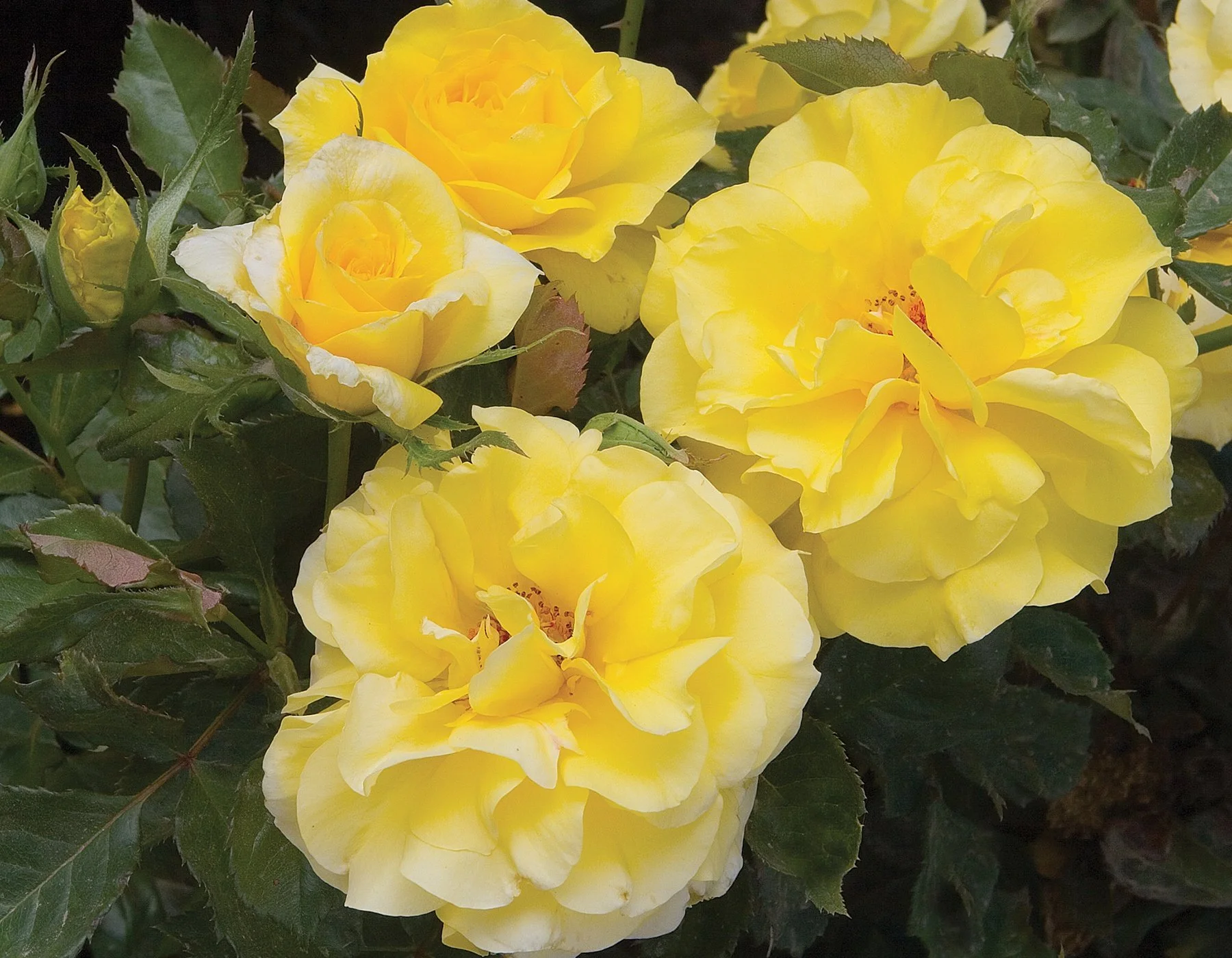 Roses — West Seattle Nursery