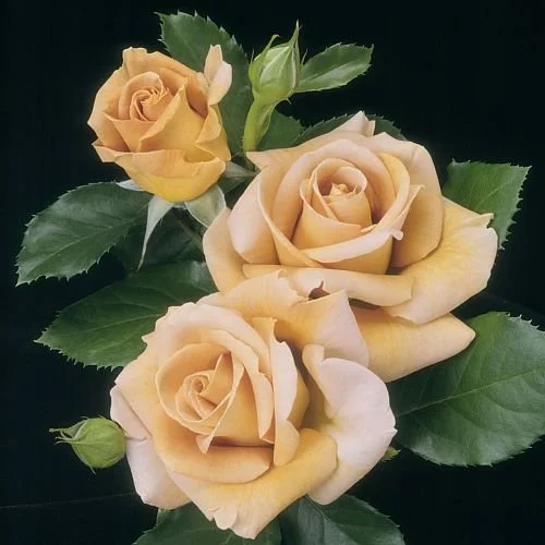Roses — West Seattle Nursery